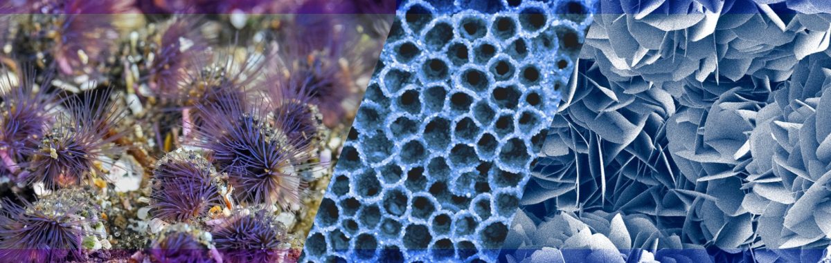 REVBIO TETRANITE IS A NOVEL REGENERATIVE ADHESIVE BIOMATERIAL